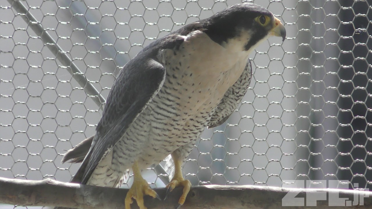 Bird shelter (Uda Animal Park, Nara, Japan) March 20, 2019 | ZFC.jp