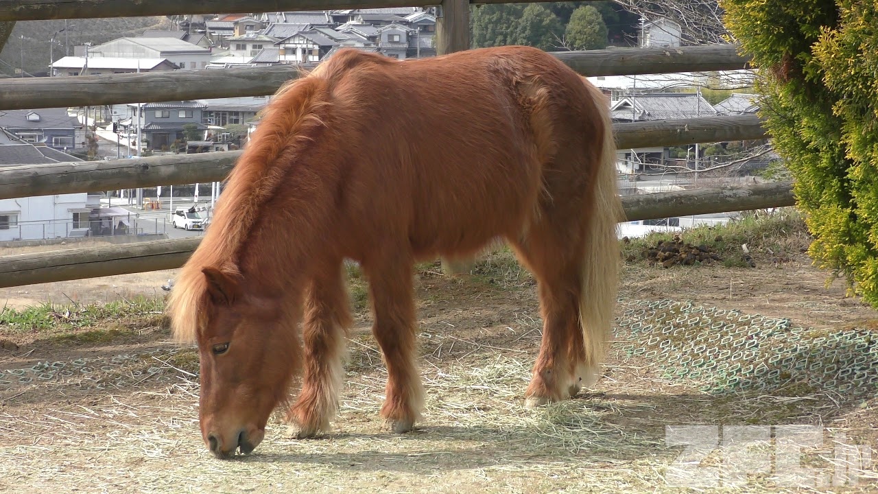 Pony (Uda Animal Park, Nara, Japan) March 20, 2019 | ZFC.jp