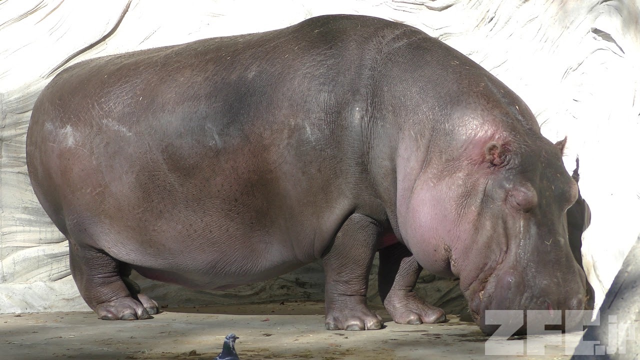 Hippopotamus (Ueno Zoological Gardens, Tokyo, Japan) December 17, 2017 ...