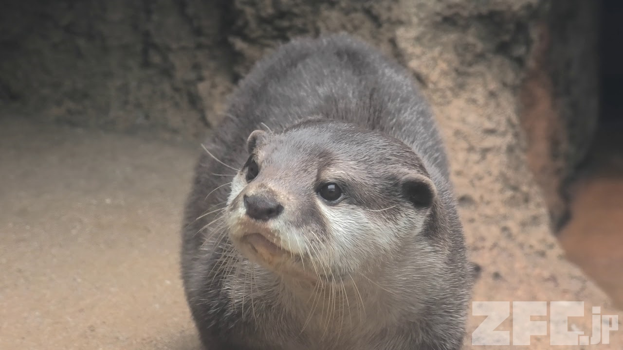 コツメカワウソ の『ナツ』と『リン』 (みさき公園) 2020年1月19日 | ZFC.jp