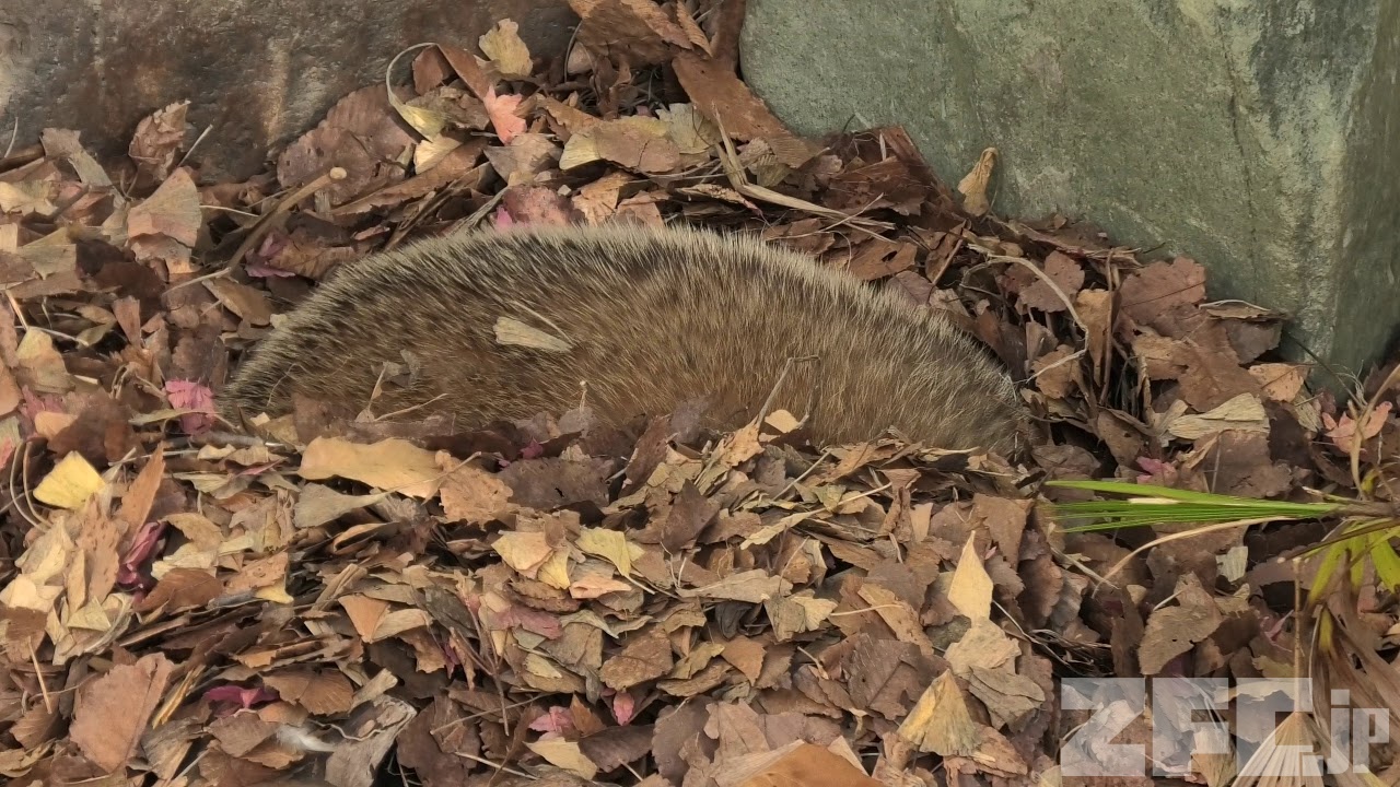 Japanese badger (Wanpark Kochi Animal Land, Kochi, Japan) December 21 ...