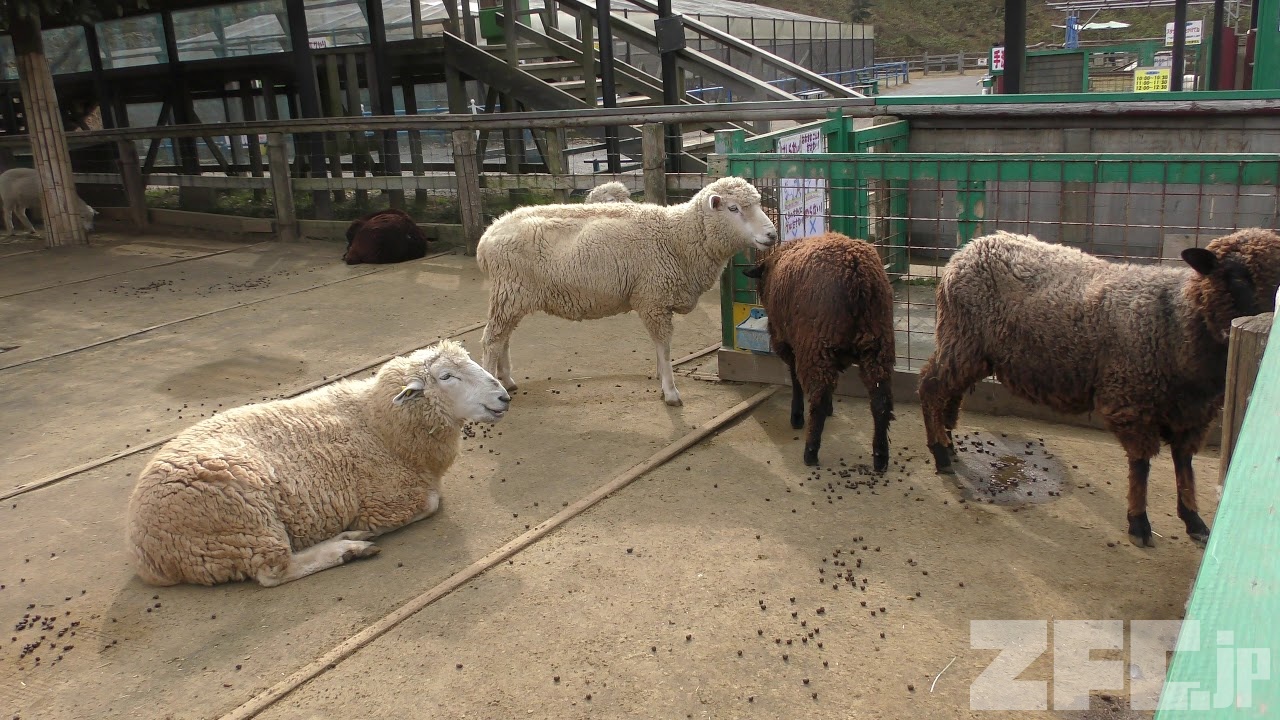 Sheep (Country Farm Tokyo German Village, Chiba, Japan) December 10 ...